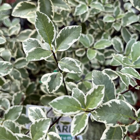 Pittosporum - Snow Leopard