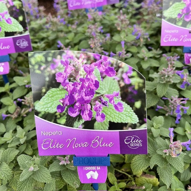 Nepeta - Elite Nova Blue
