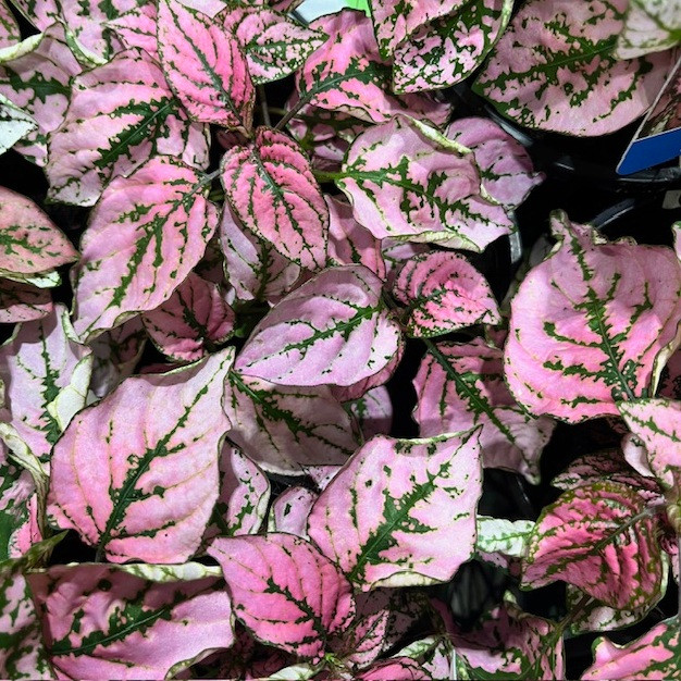 Hypoestes - Pink Splash