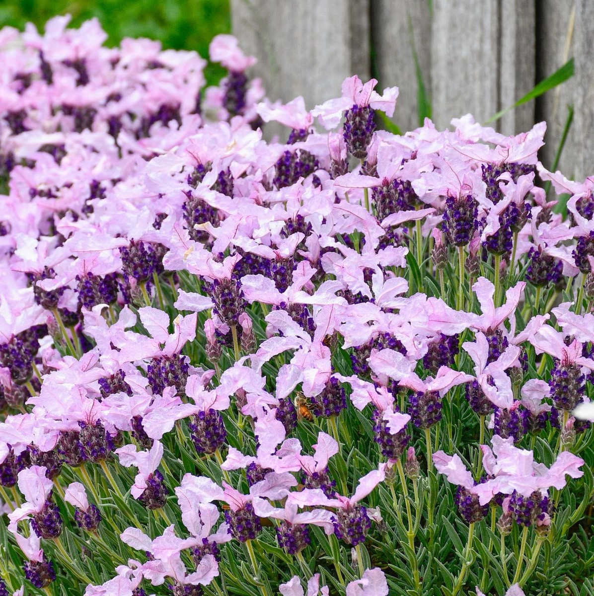 Lavender - Pinkberry Ruffles