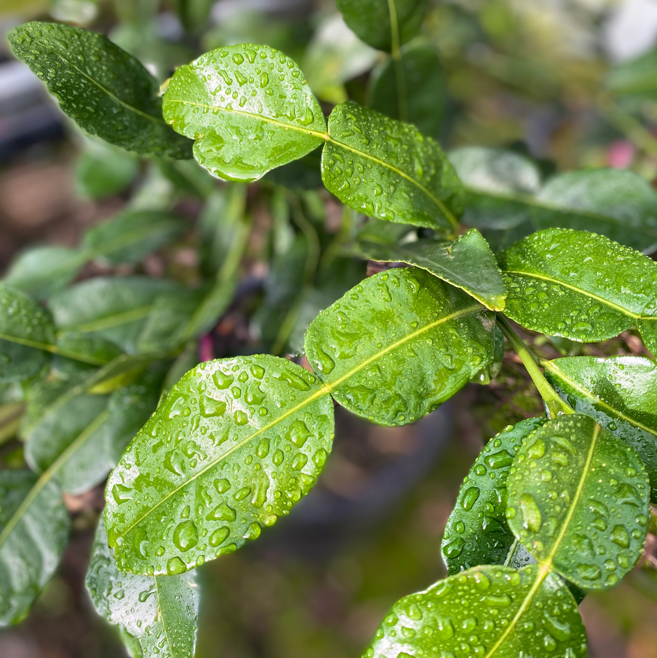 Lime - Kaffir - Grow Master Heatherton