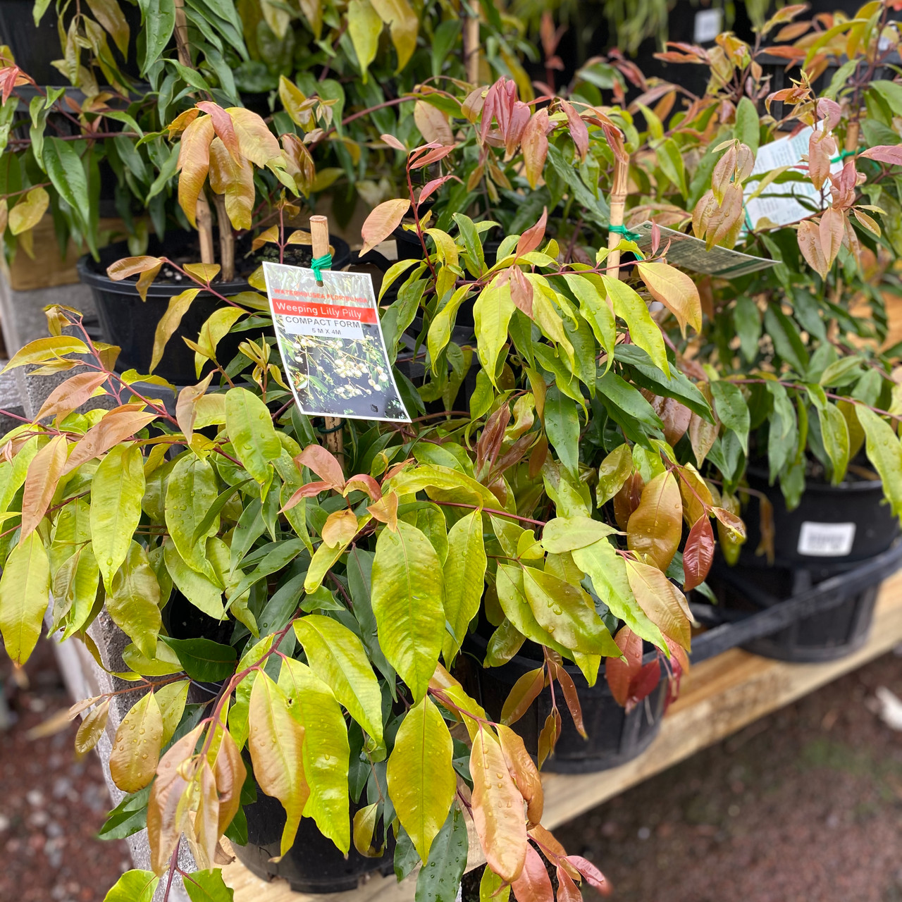 Waterhousea Florabunda - Weeping Lilly Pilly - Grow Master Heatherton