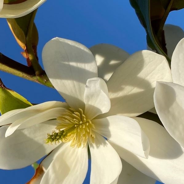 Magnolia - Teddy Bear - Grow Master Heatherton