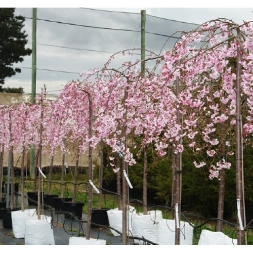 Weeping Cherry - Pink Cheals - Grow Master Heatherton