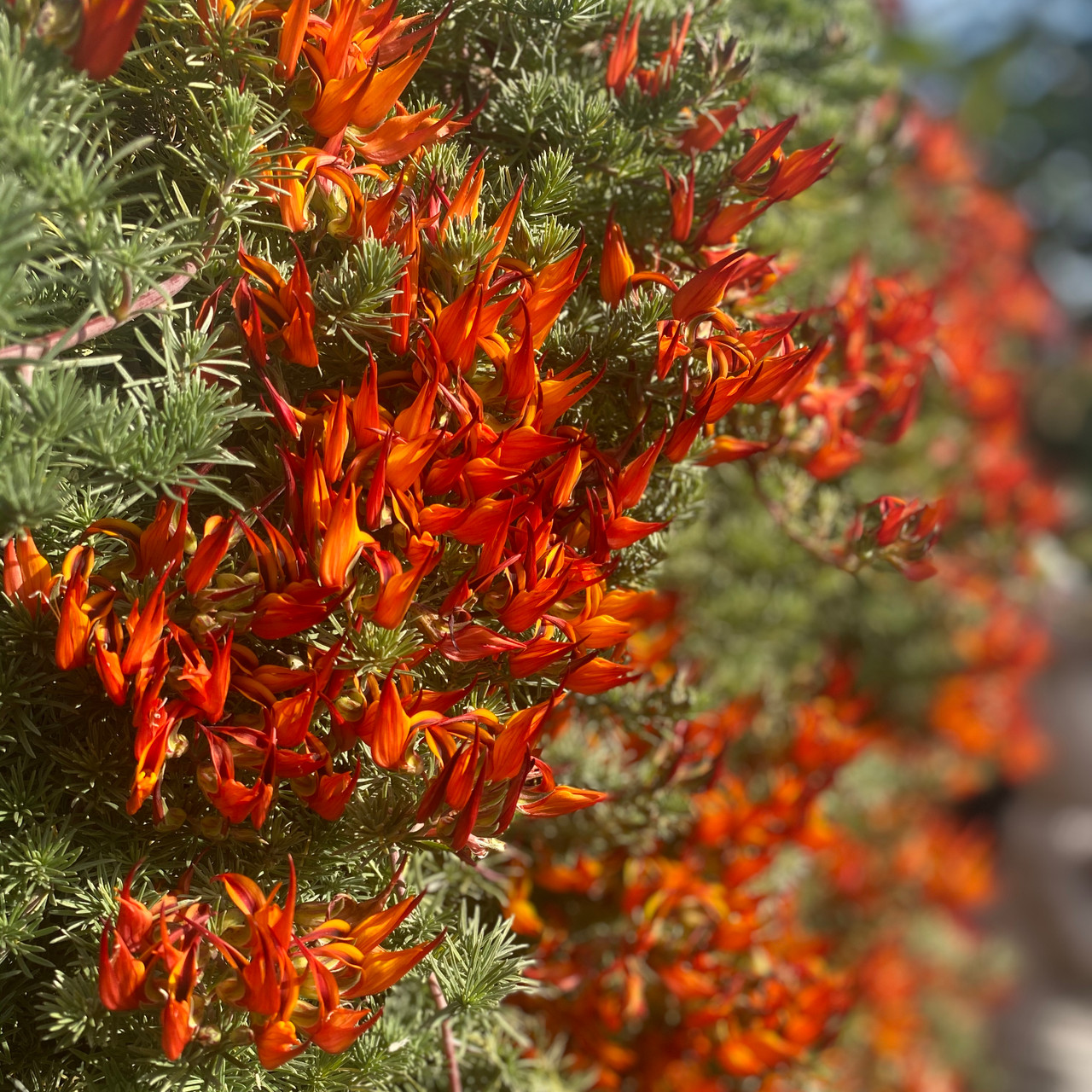 Lotus - Red Flash - Grow Master Heatherton