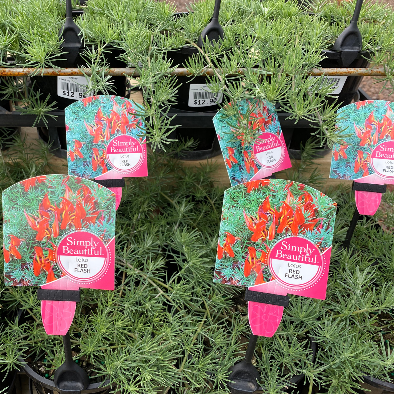 Lotus - Red Flash - Grow Master Heatherton