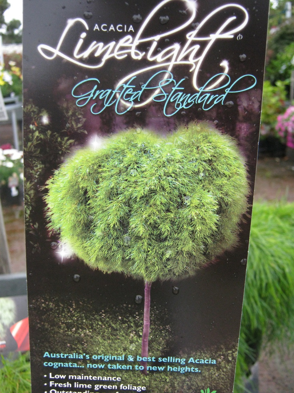 Acacia Cognata - Limelight Standard - Grow Master Heatherton