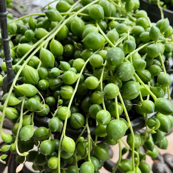 String of Pearls