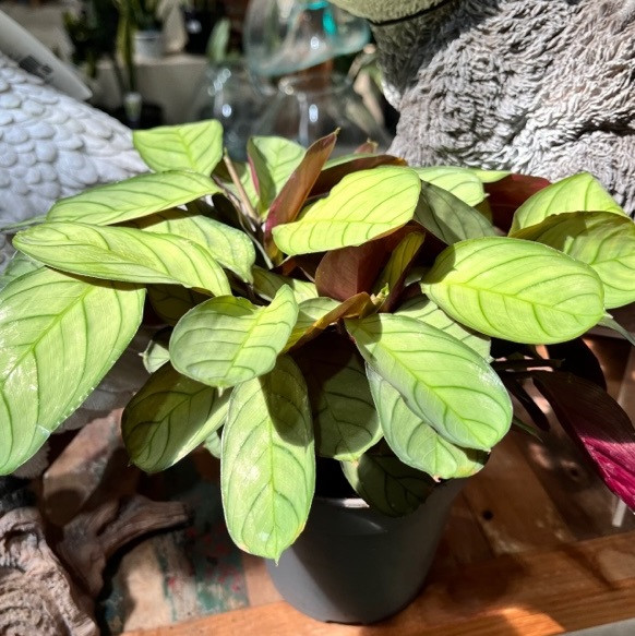 Calathea Ctenanthe - Burle Marxii