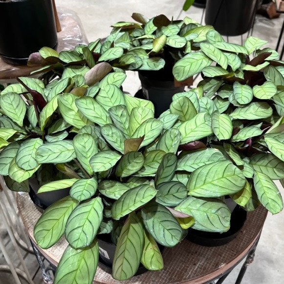 Calathea Ctenanthe - Burle Marxii