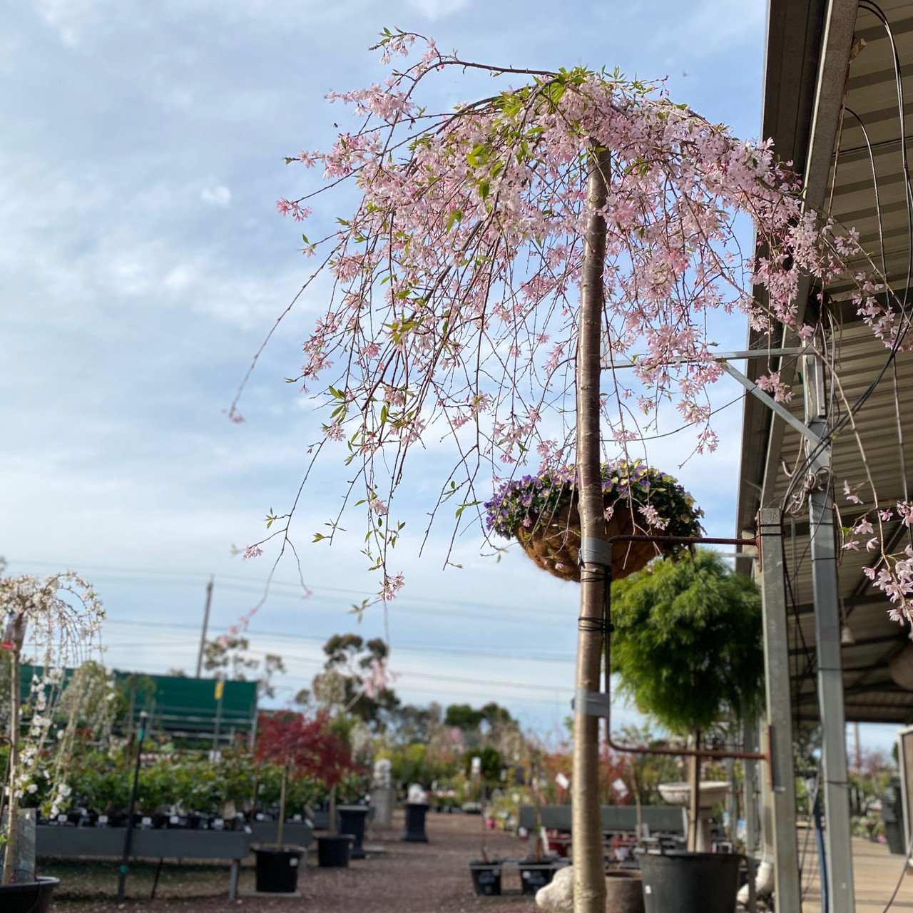 Prunus - Weeping Cherry - Pink Snow Showers