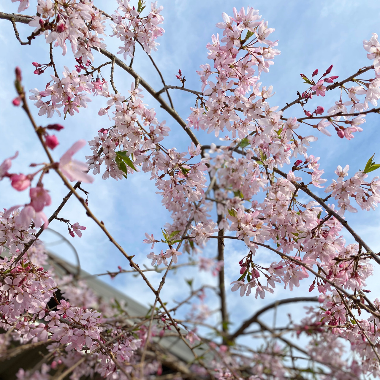 Prunus - Weeping Cherry - Pink Snow Showers