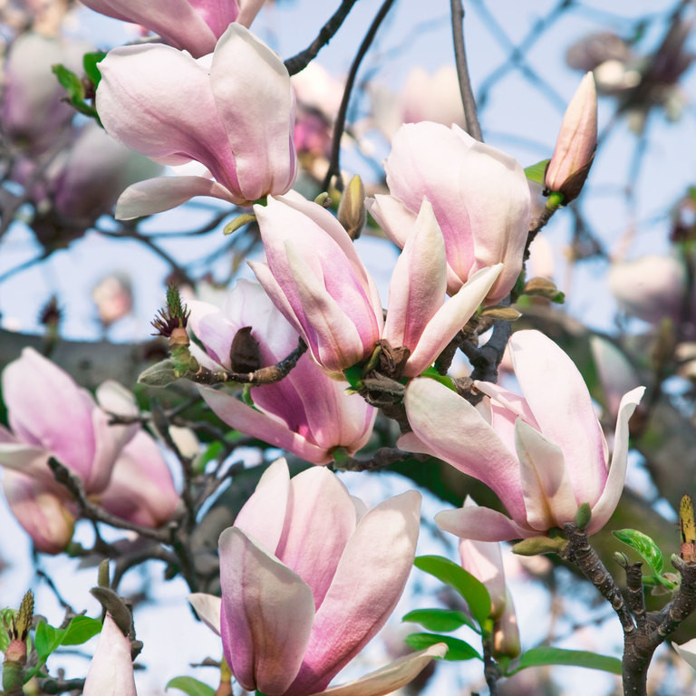 Magnolia - Deciduous Varieties