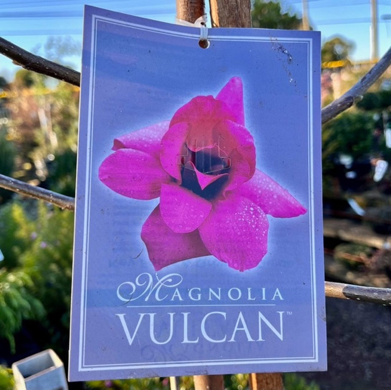 Magnolia Deciduous Varieties
