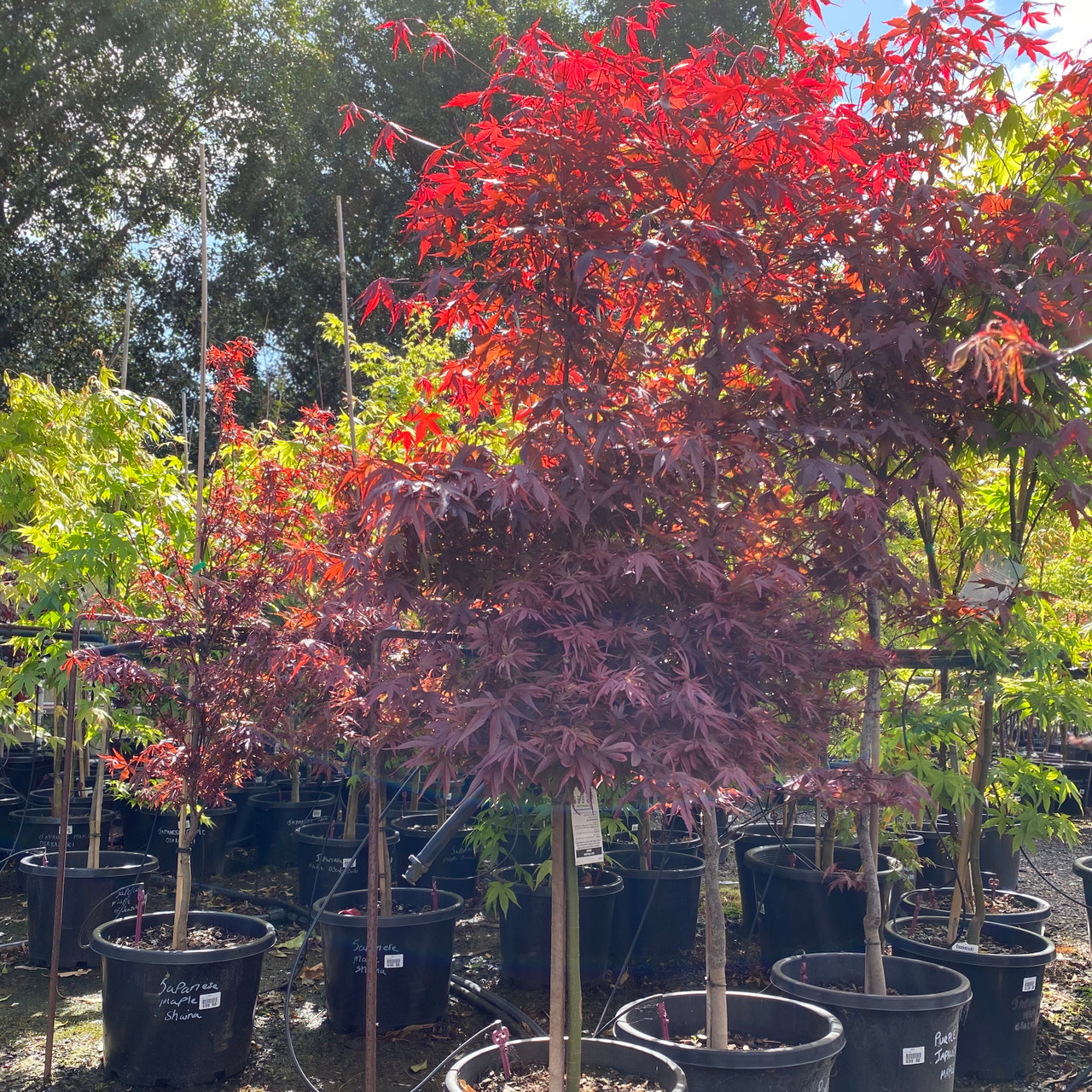 Acer Palmatum Upright - Bloodgood