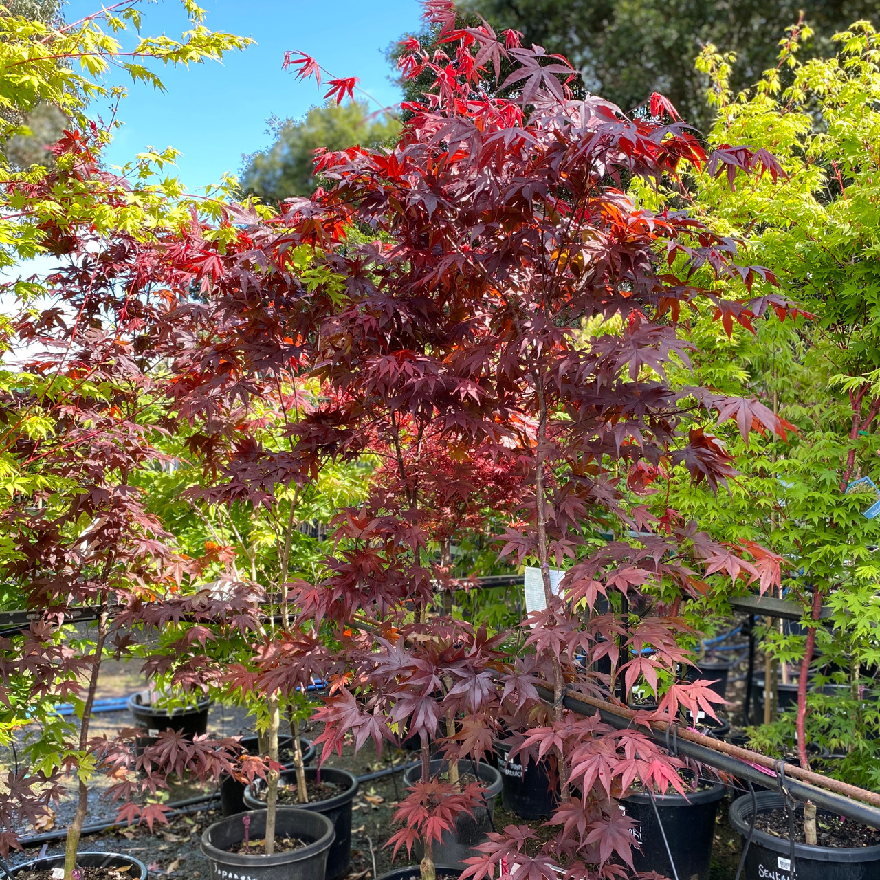 Acer Palmatum Upright - Bloodgood