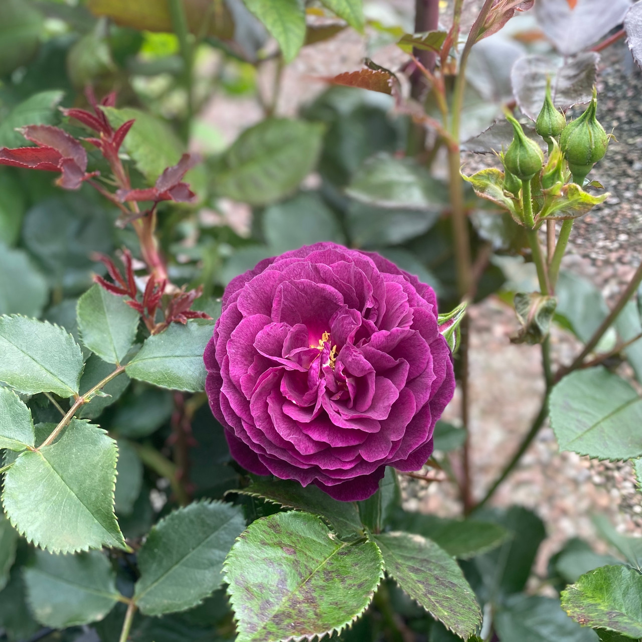 Rose - Bush Rose Varieties