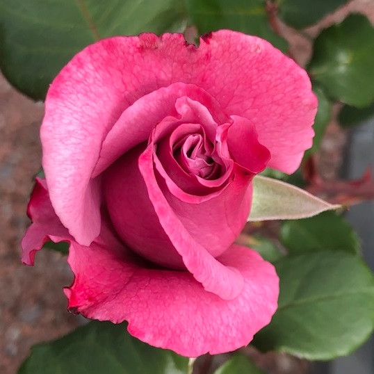 Rose - Bush Rose Varieties