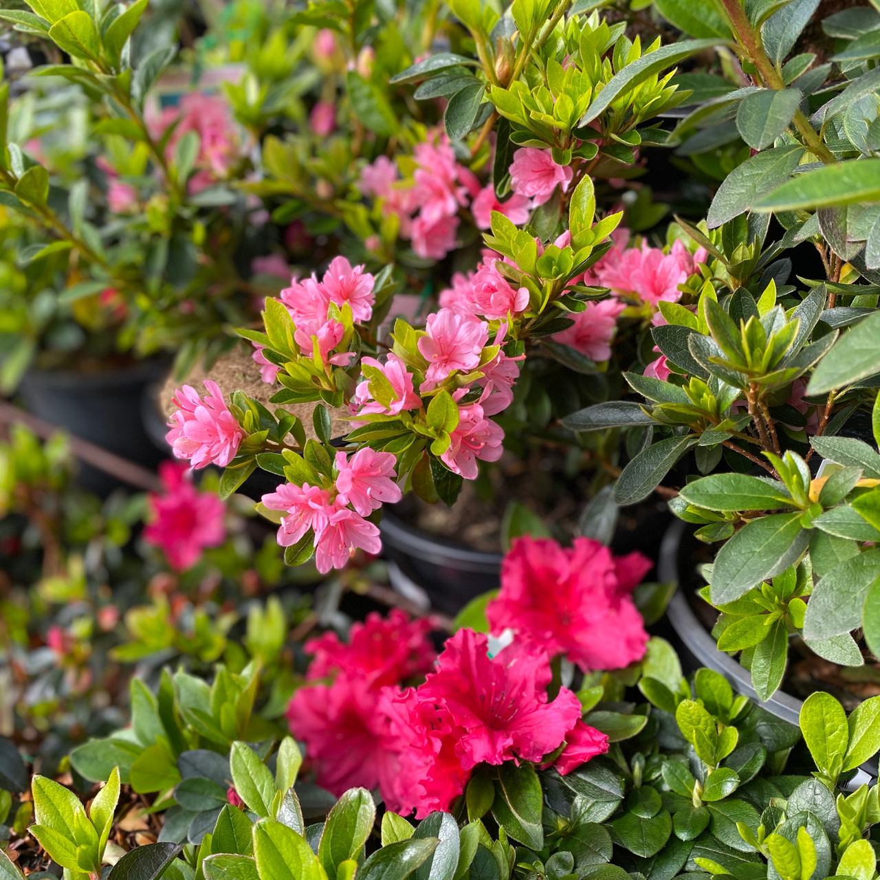 Azalea - Varieties
