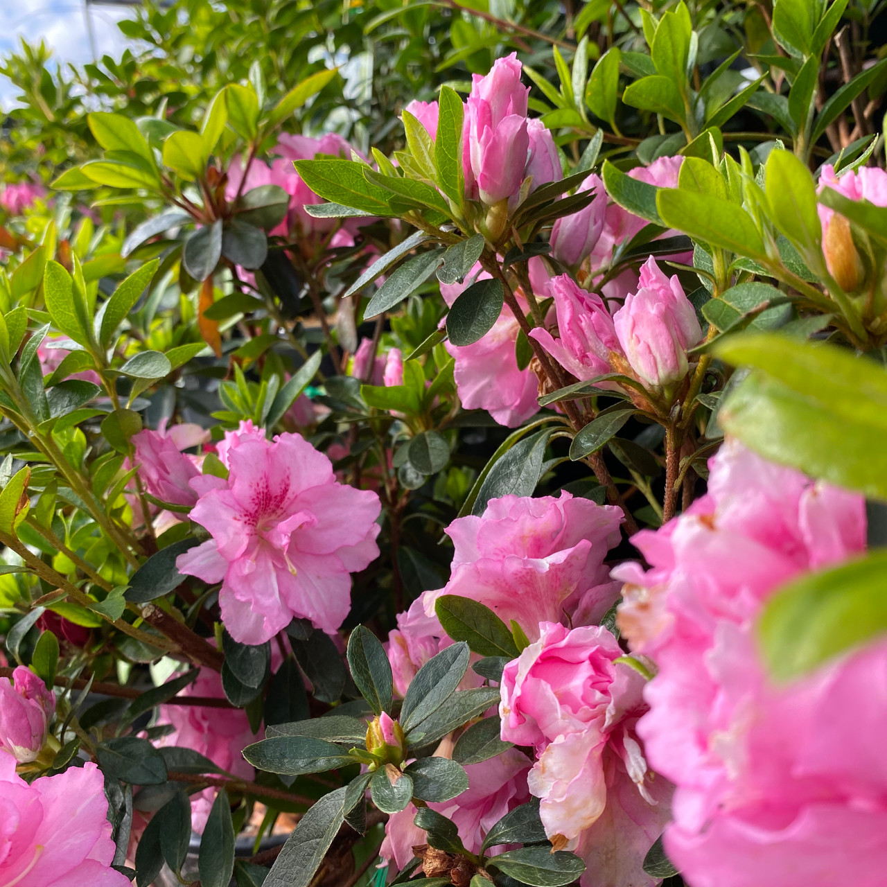 Azalea - Varieties