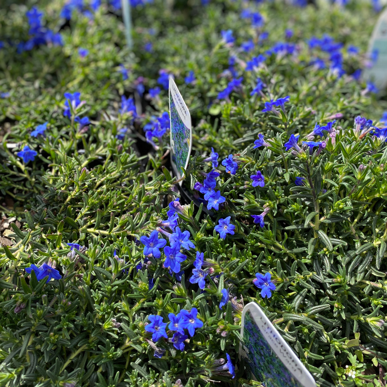 Lithodora - Grace Ward