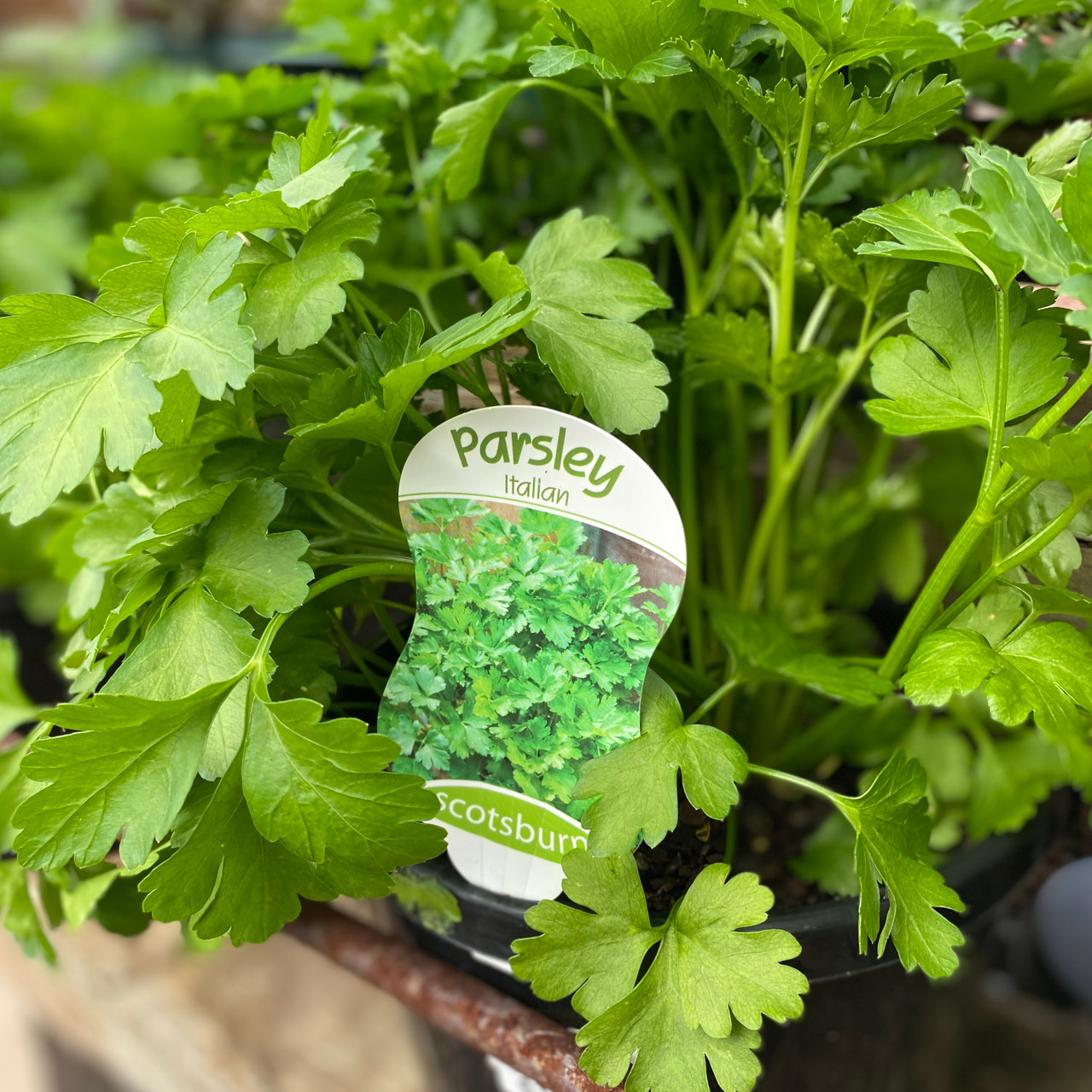 Parsley - Italian