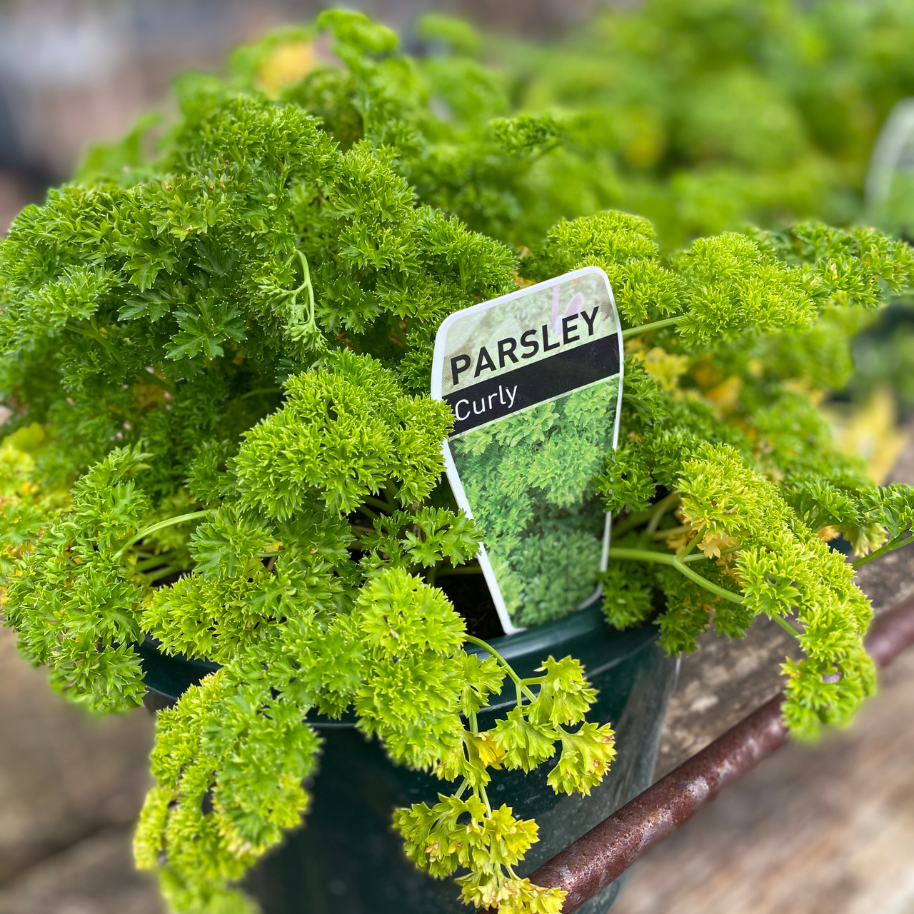 Parsley - Curly (Afro)