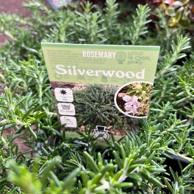 Rosemary - Varieties