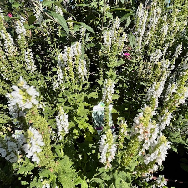 Salvia - Varieties
