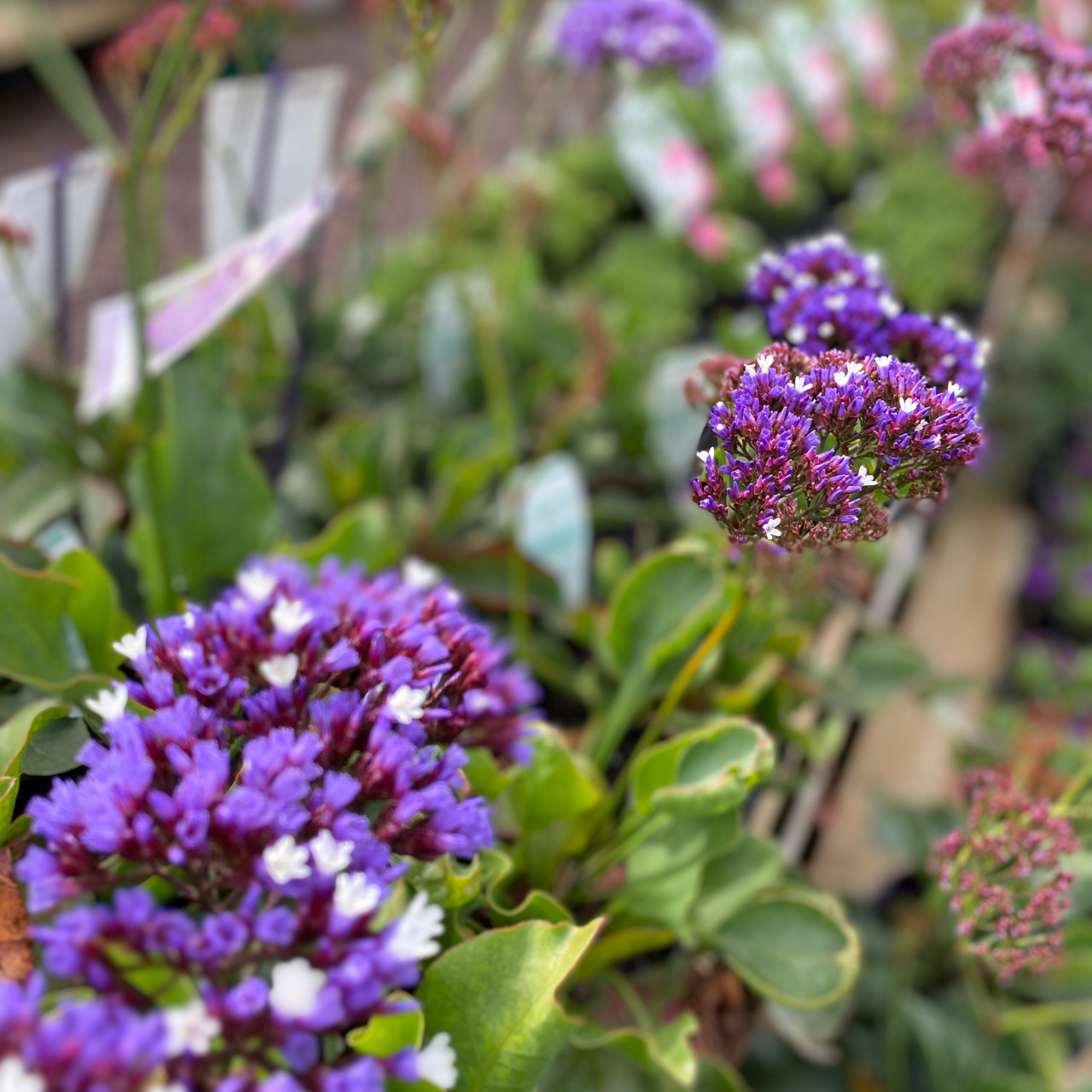 Limonium - Varieties