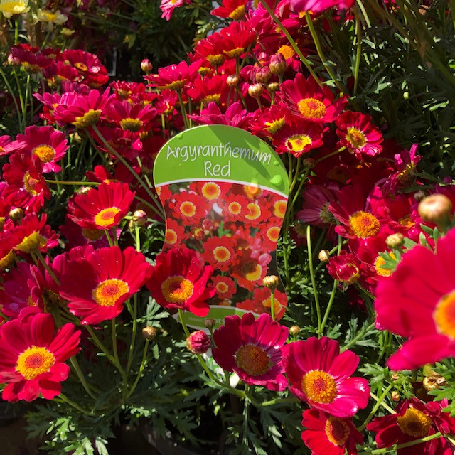 Argyranthemum - "Aramis Single White"