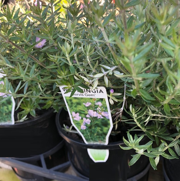 Westringia - Varieties