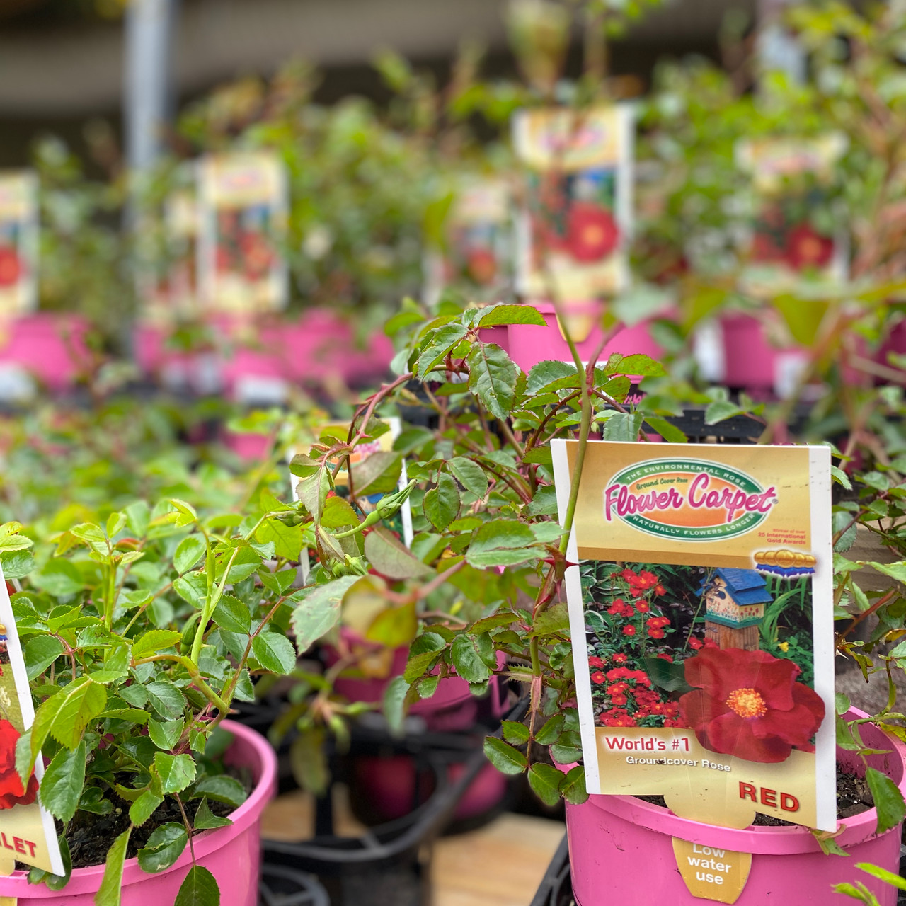 Carpet Rose/Ground Cover Rose - Varieties