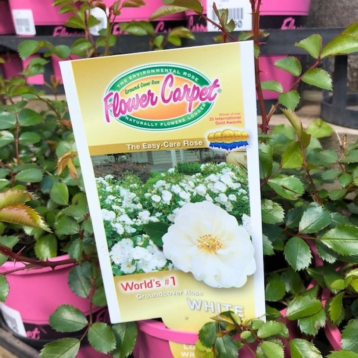 Carpet Rose/Ground Cover Rose - Varieties