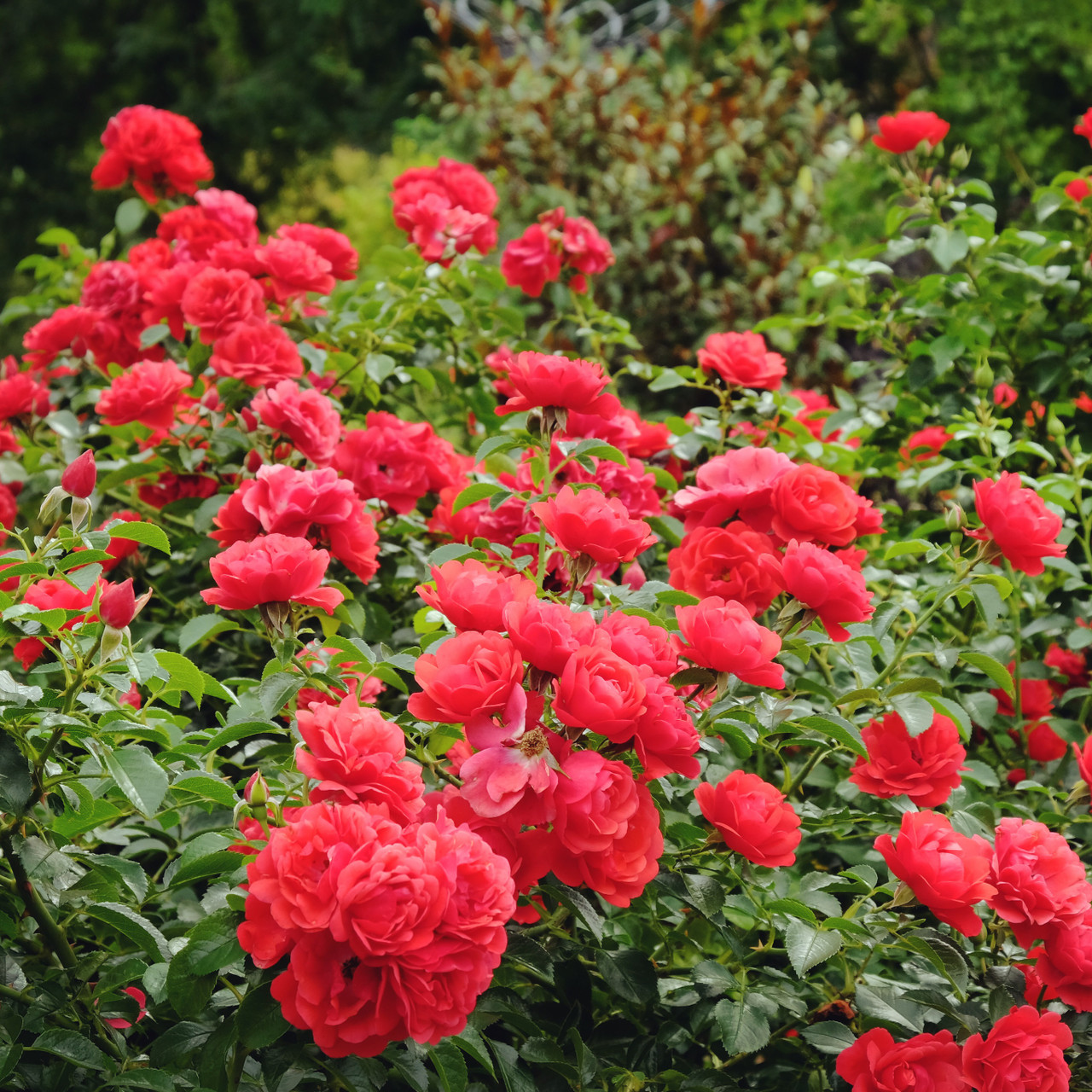 Carpet Rose/Ground Cover Rose - Varieties
