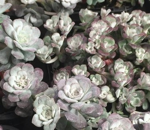 Plants - Succulents & Cacti - Grow Master Heatherton