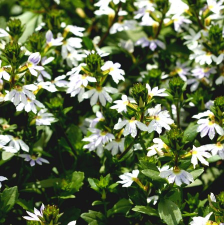 Scaevola varieties