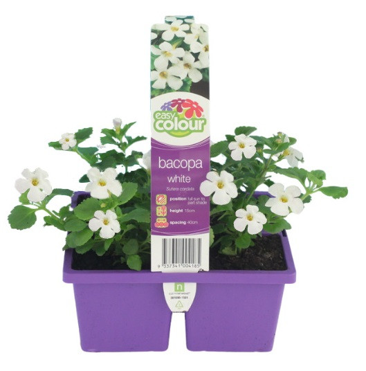 Easy Colour - Large Punnets of Flowers