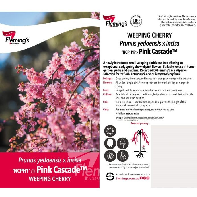 Prunus - Weeping Cherry - Pink Cascade