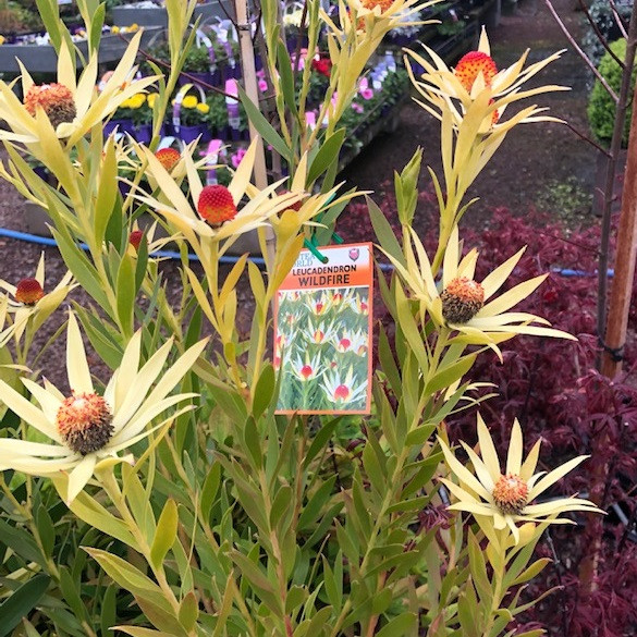 Leucadendron - Varieties