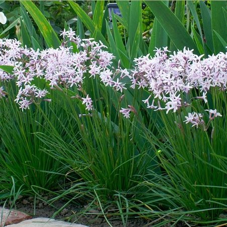 Tulbaghia - Varieties
