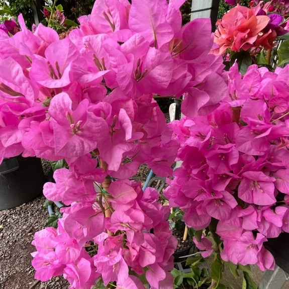 bougainvillea