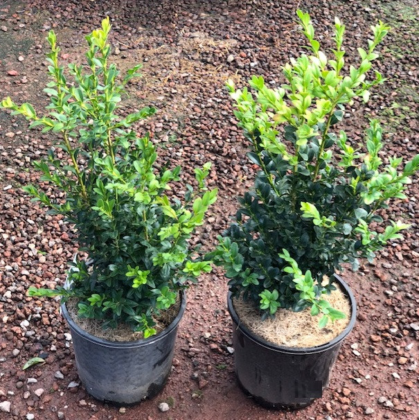 Buxus Sempervirens - English Box - Grow Master Heatherton