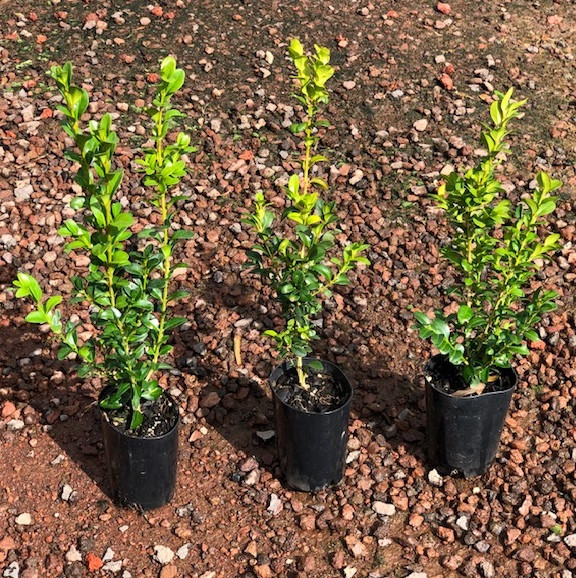 Buxus Sempervirens - English Box - Grow Master Heatherton