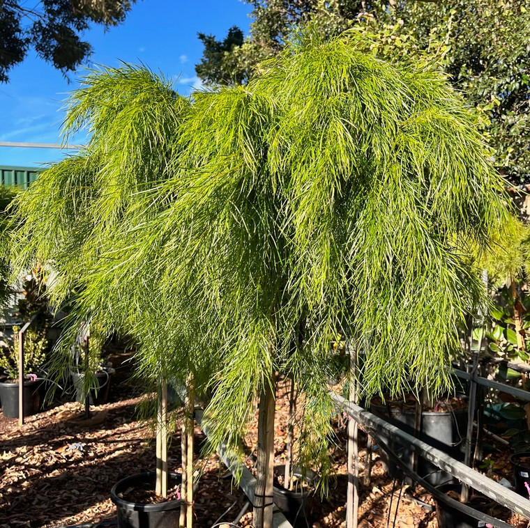 Acacia Cognata - Limelight Standard - Grow Master Heatherton