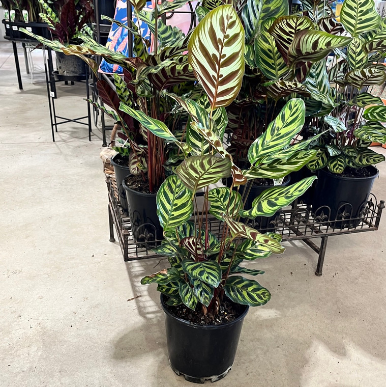Calathea - Makoyana