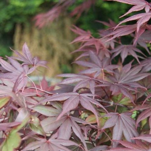 Acer Palmatum Upright - Bloodgood