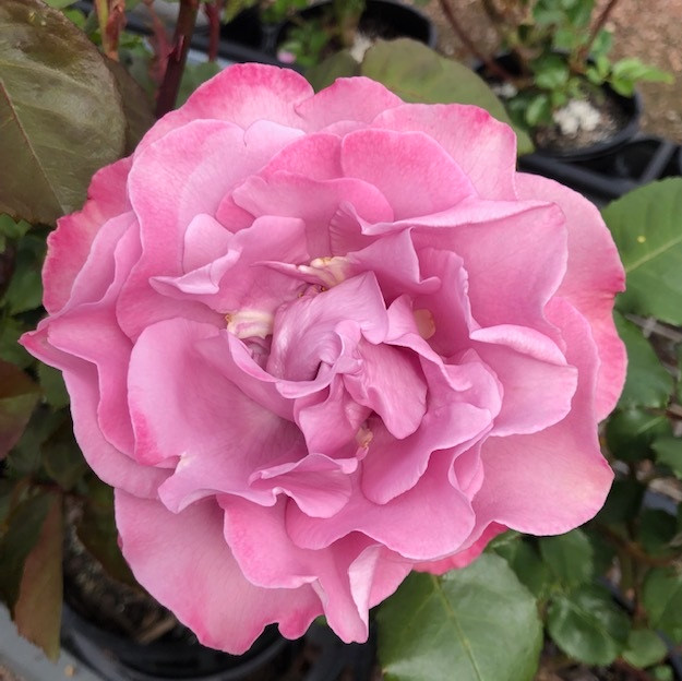 Rose - Bush Rose Varieties