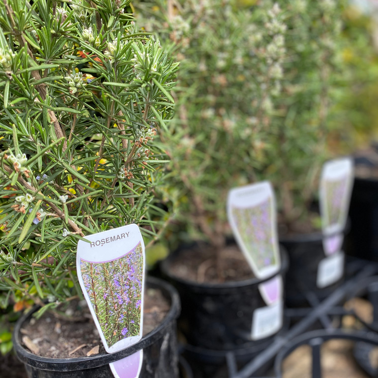Rosemary - Varieties