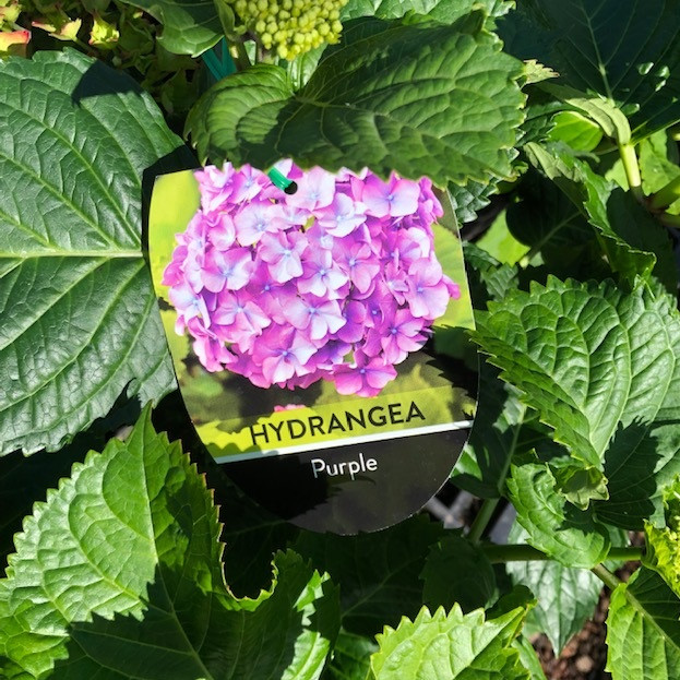 Hydrangea Macrophylla- Varieties